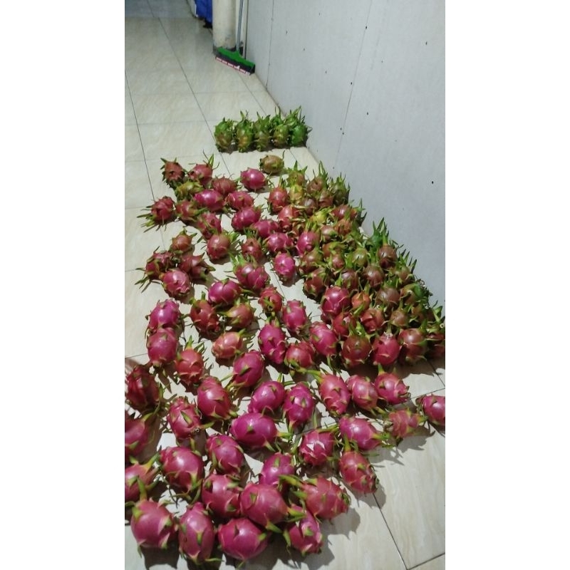 Jual BUAH NAGA PUTIH 10KG || buah naga isi putih || buah naga muria ...