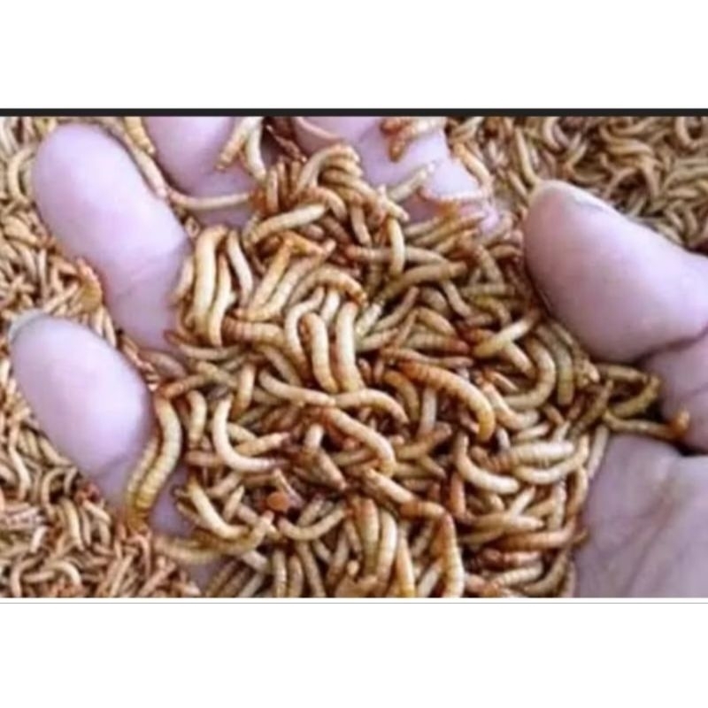 Jual Ulat Hongkong hidup per 100g Pakan Burung/Ikan/Repti dll Packing ...