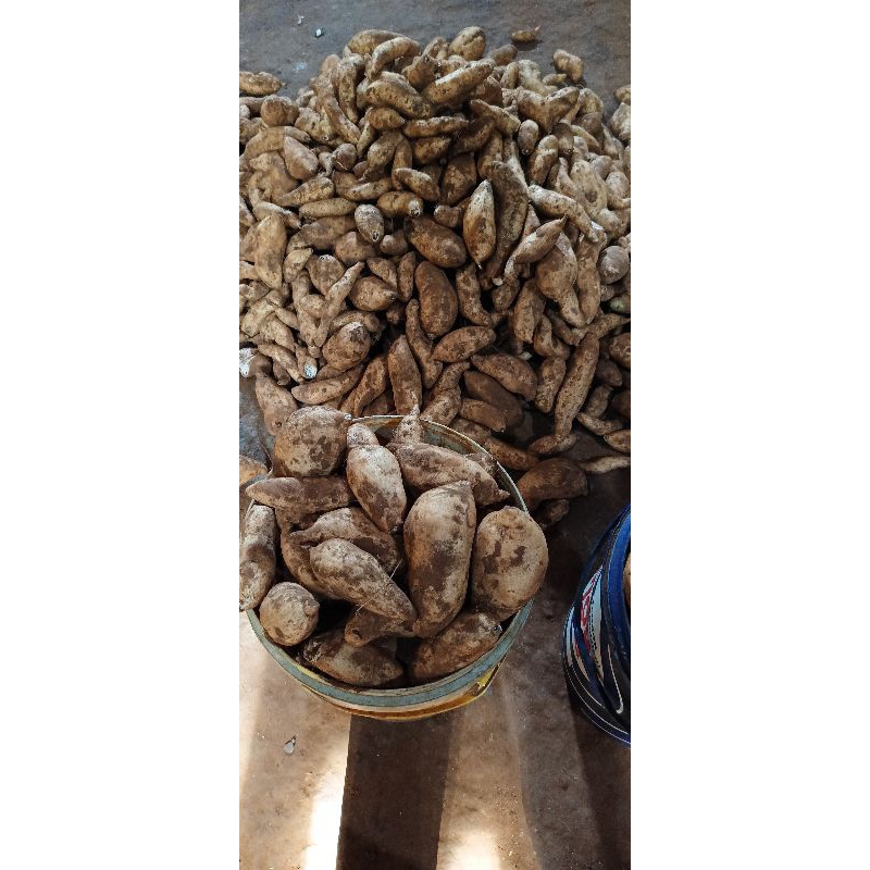 Jual ubi jalar atau ubi kuning 1kg | Shopee Indonesia