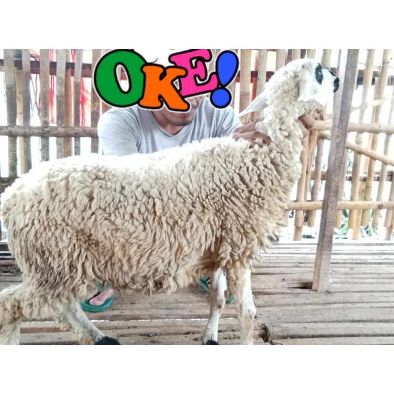 Jual Domba Lokal siap Potong | Shopee Indonesia
