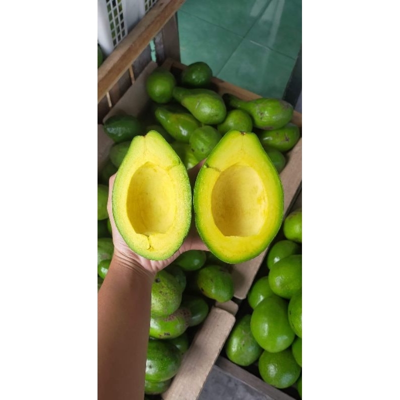 Jual Alpukat mentega jumbo 1kg isi 3 buah | Shopee Indonesia