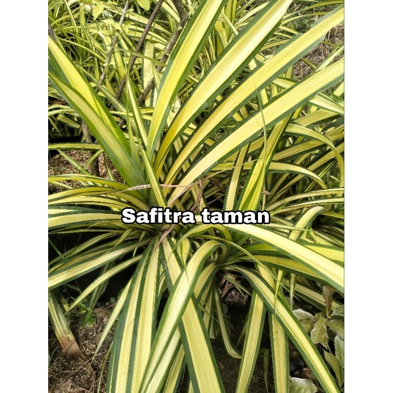 Jual Tanaman Hias Pandan yellow(kuning) | Shopee Indonesia