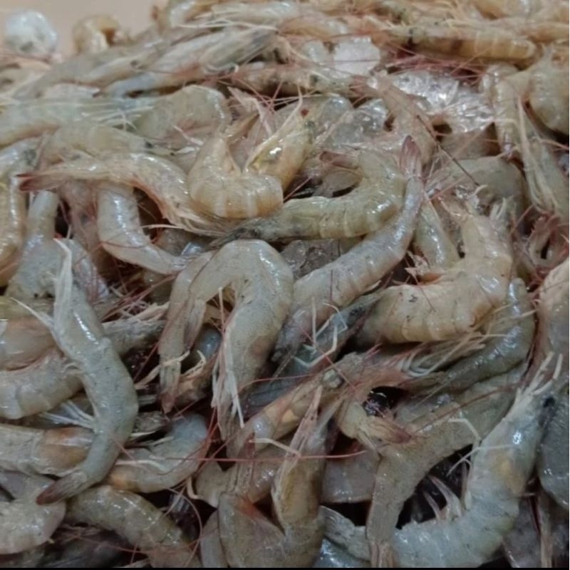 Jual Udang Api-Api segar 1kg | Shopee Indonesia