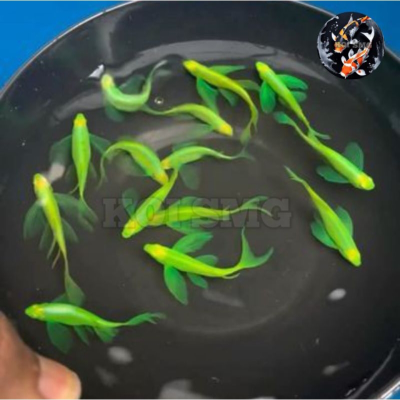 Jual Ikan DANIO SLAYER Original 100% slayer garansi | Shopee Indonesia
