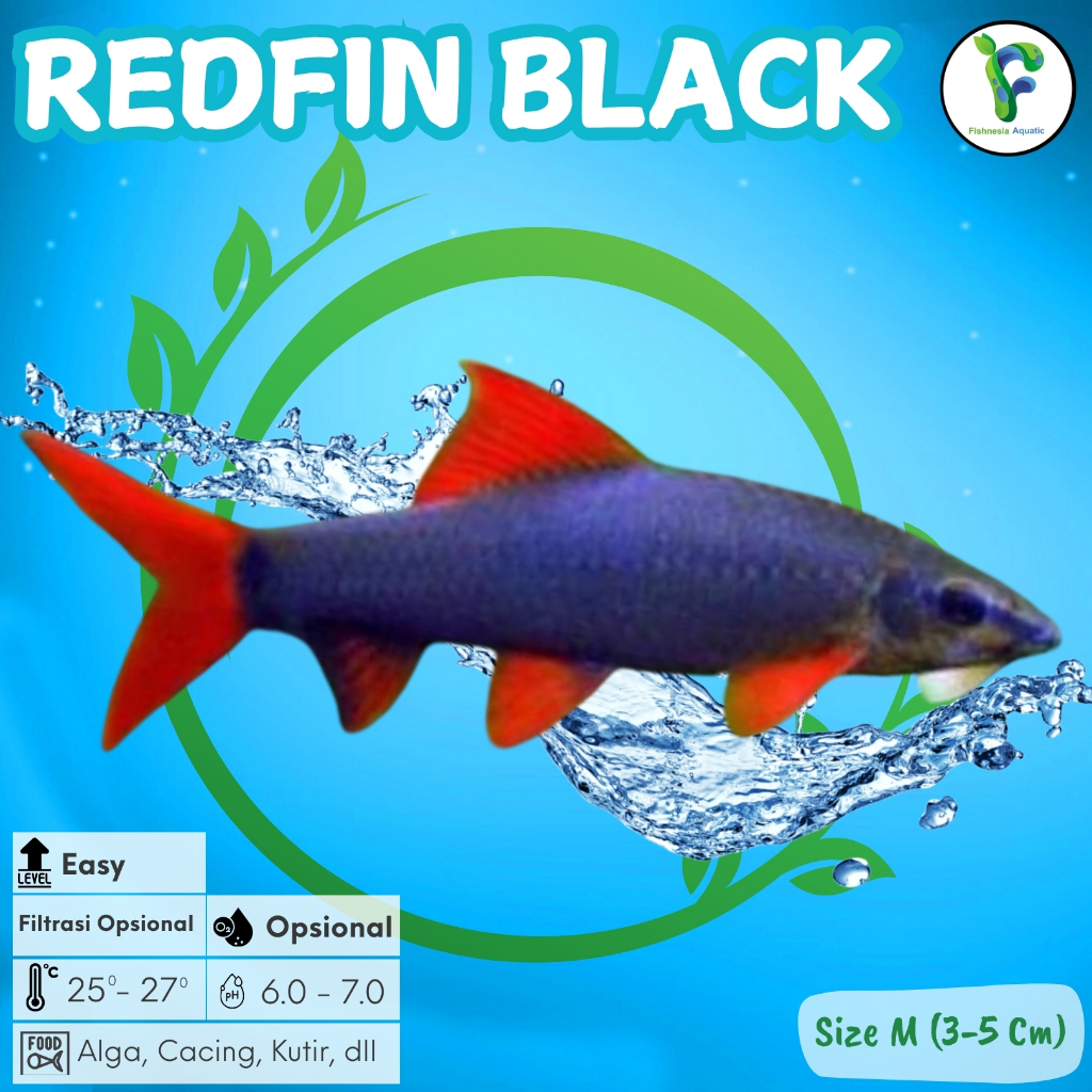 Jual Ikan Redfin Hitam / Redfin Black Algaeater Alga Eater Pemakan Alga ...