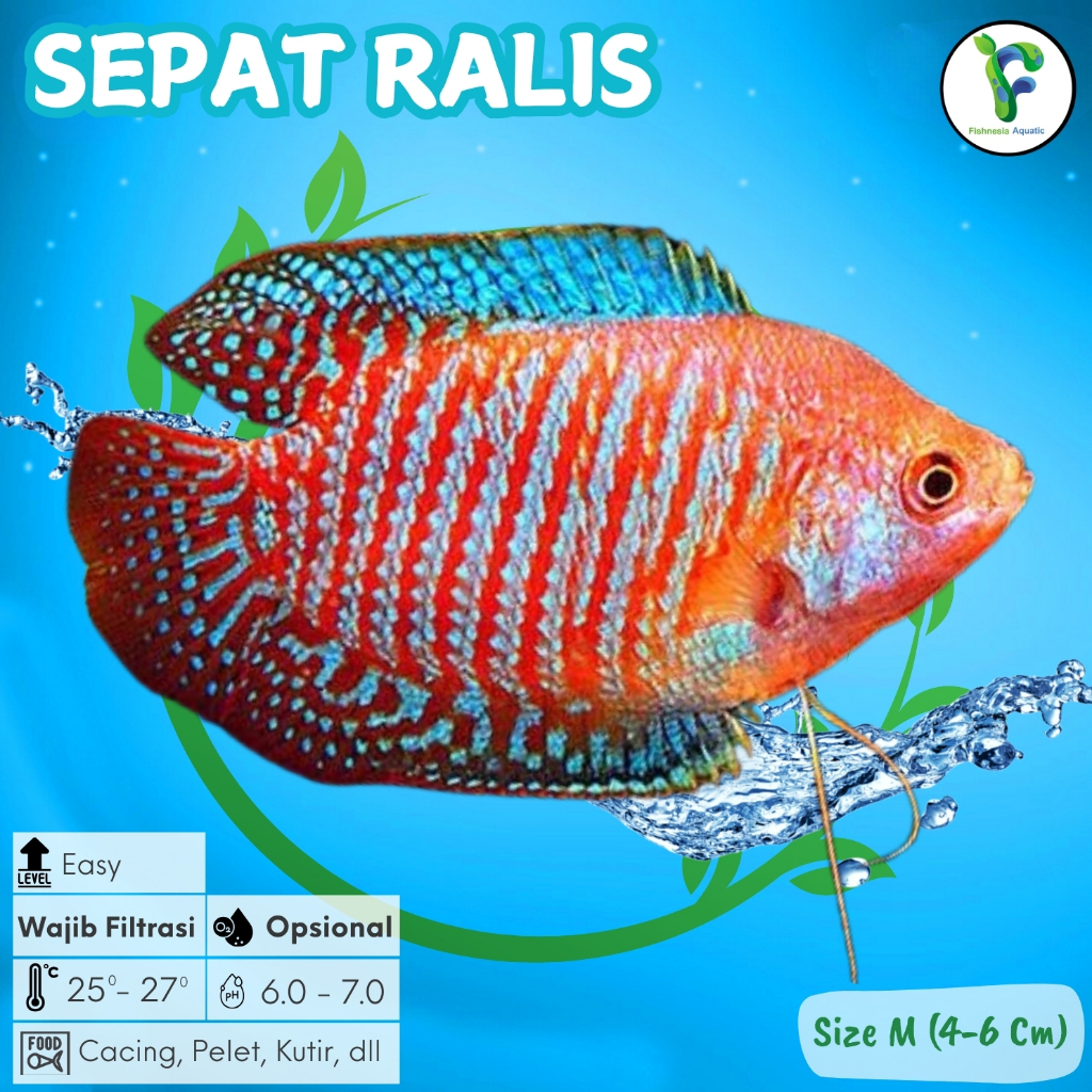 Jual Ikan Sepat Ralis / Ikan Hias Sepat / Ikan Sepat Hias - Ikan Hias ...