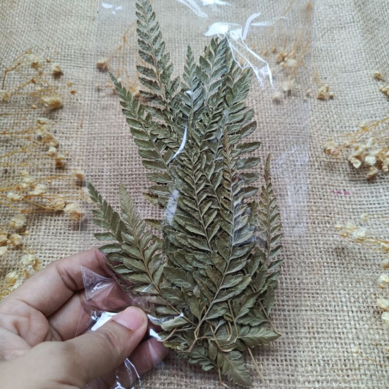 Jual Daun Pakis Natural 1 pak isi 6 bunga kering hiasan rustic | Shopee ...