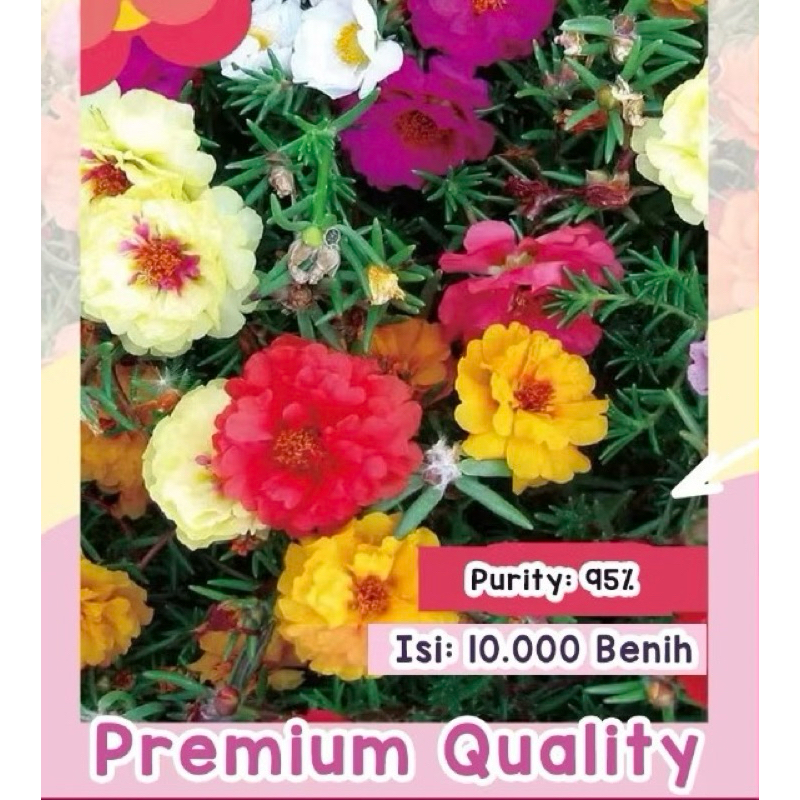 Jual Isi 10.000 Benih Bibit Tanaman Bunga Moss Rose (Sutra Bombay ...
