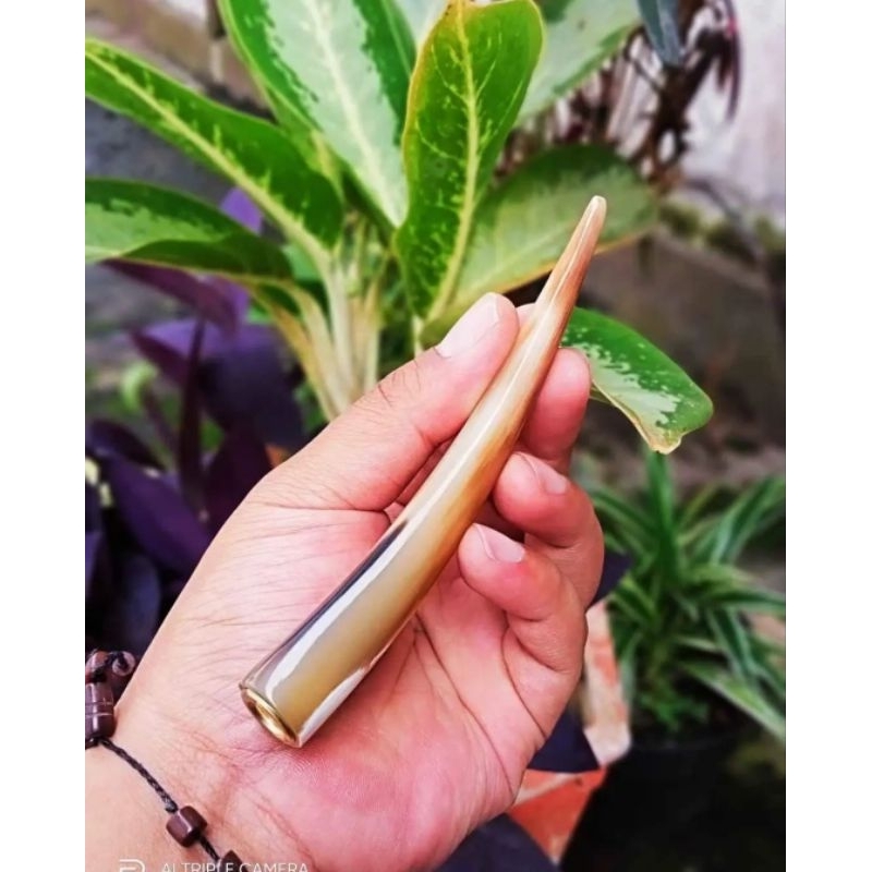 Jual ONCE PIPA ROKO TANDUK BULE MULUS PANJANG SEDANG 10CM MULTI RASA ...