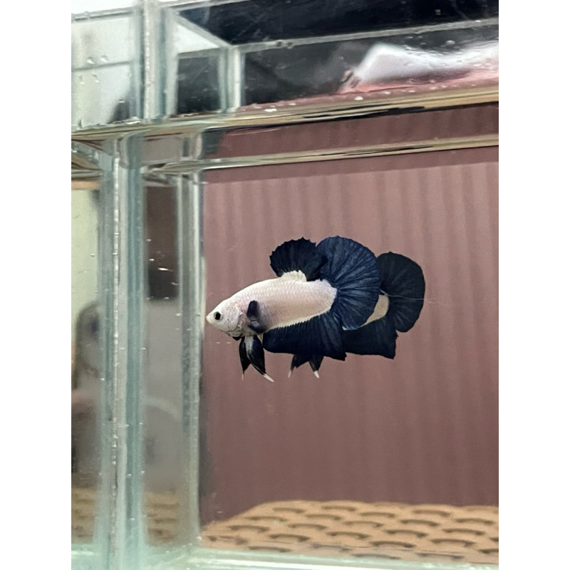 Jual Cupang Blue Rim Im Ikan Cupang Biru Ikan Cupang Male Ikan Cupang ...