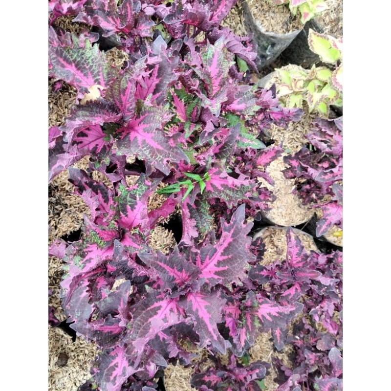 Jual Tanaman Hias Miana Merah Bergerigi, Tanaman Hidup Miana Merah ...