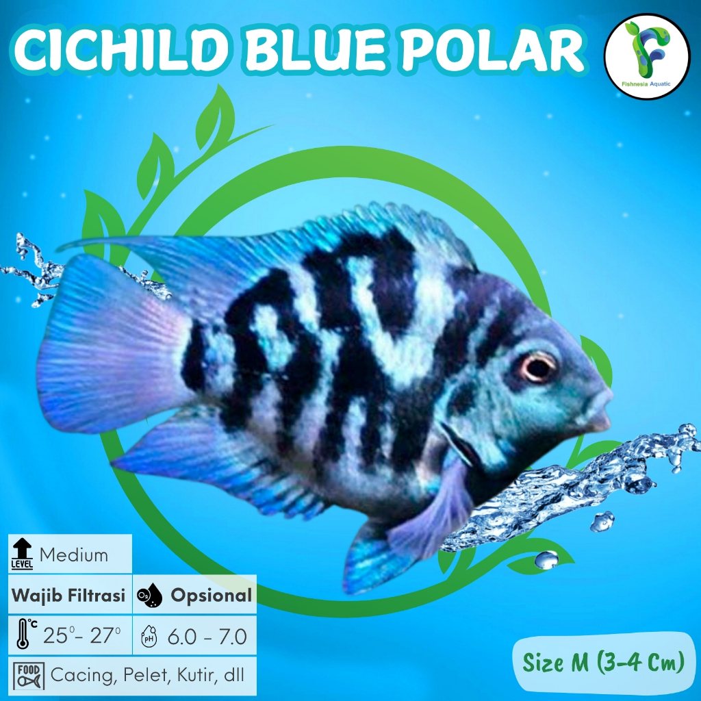 Jual Ikan Blue Polar Cichild Cichlid Cichla - Ikan Hias Air Tawar ...