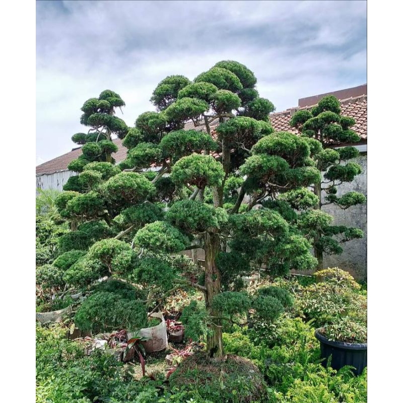 Jual pohon cemara pua pua bonsai / pohon bonsai cemar pua pua | Shopee ...