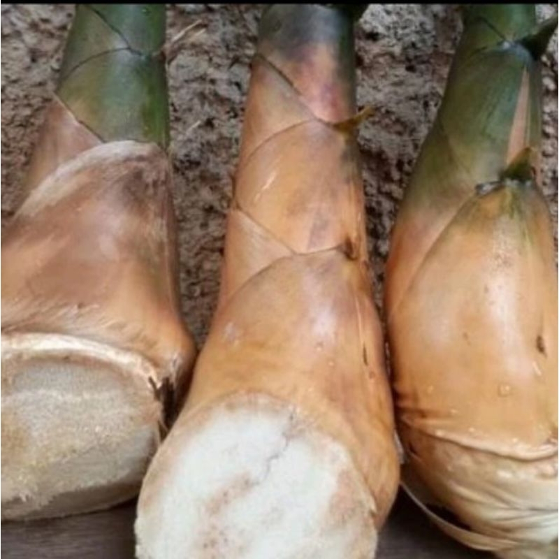 Jual Rebung bambu kuning fresh 1kg | Shopee Indonesia