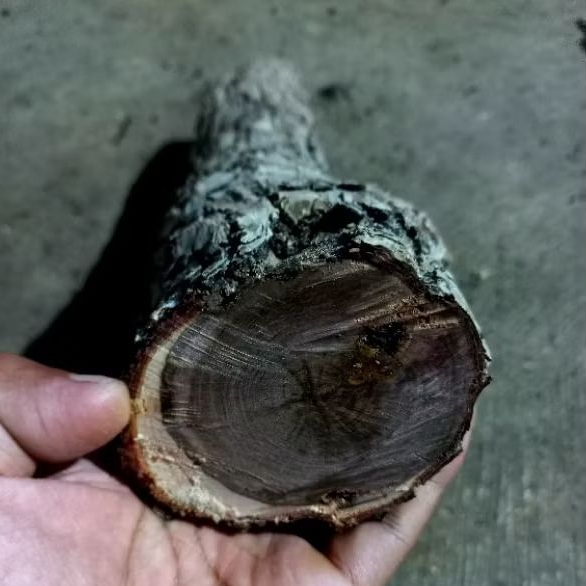 Jual bahan kayu galih stigi/setigi wulung asli ful bahan galih original ...