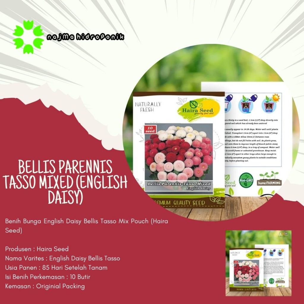 Jual Benih Bunga English Daisy Bellis Tasso Mix Pouch (Haira Seed ...