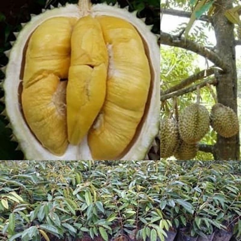 Jual Bibit DURIAN BAWOR | Shopee Indonesia
