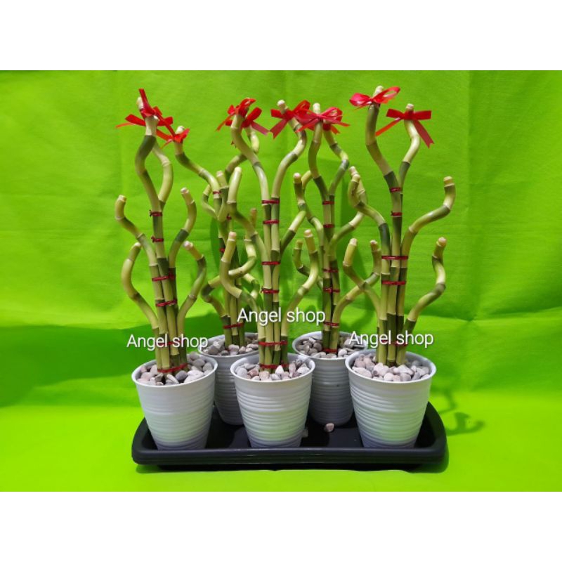 Jual Bambu Hoki/Bambu Rezeki/Bambo Lucky Lilitan Hiasan Indoor | Shopee ...
