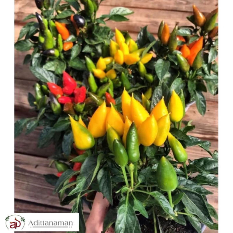 Jual bibit Tanaman Cabe merah kuning (Capsicum annuum longum)- Cabe ...