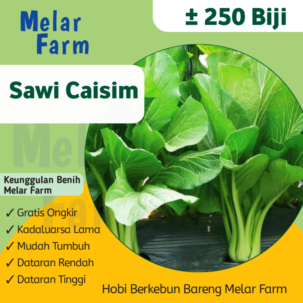 Jual Melar Farm - 250 Benih Sayuran Sawi Caisim Super Berkualitas Dan ...