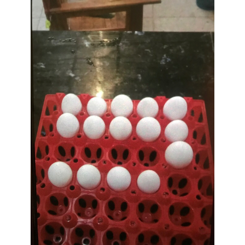 Jual telur tetas white leghorn | Shopee Indonesia