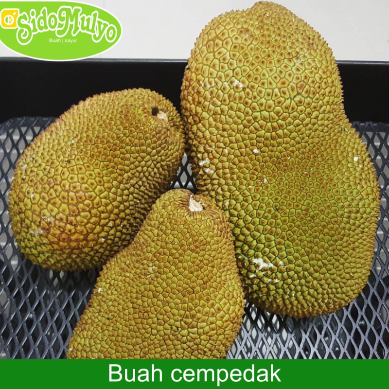 Jual Buah Cempedak manis matang (utuh) 2-3 kg | ud sidomulyo fresh ...