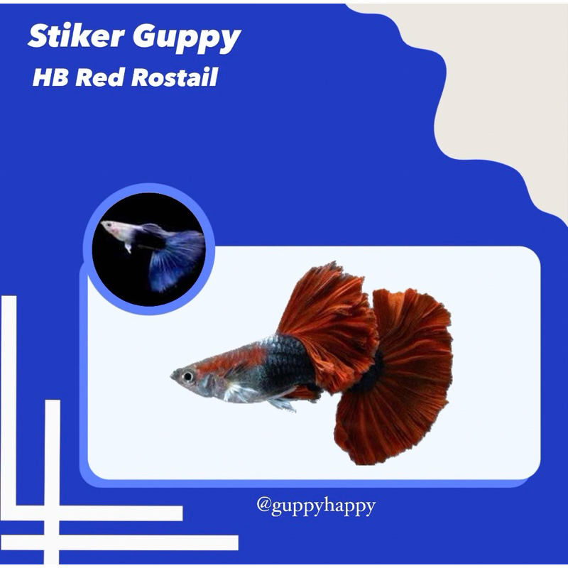Jual STIKER GUPPY HB RED ROSETAIL | Shopee Indonesia