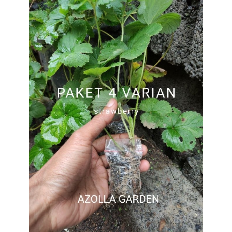 Jual Paket 4 varian bibit strawberry kategori jenis manis bisa di ...