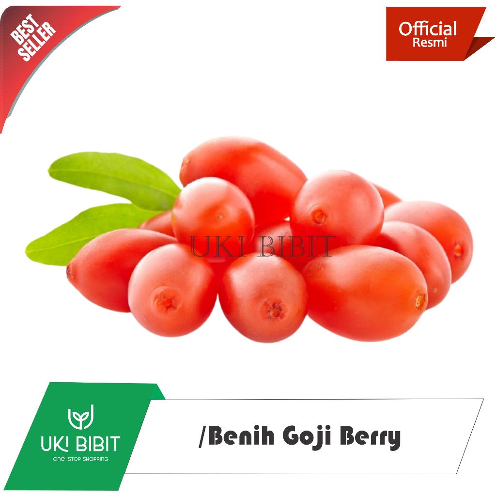 Jual ( 100 Butir ) Benih Biji Goji Berry | Buah Lycium | Wolfberry ...