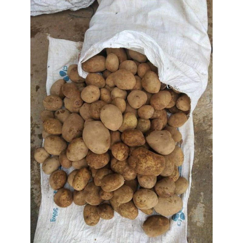 Jual kentang besar Dieng kualitas bagus A B 1 kg | Shopee Indonesia