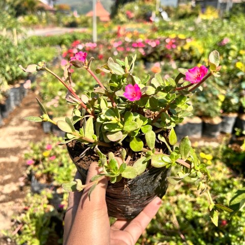 Jual Portulaca atau Bunga Krokot - tanaman rokot bunga - portulaca ...