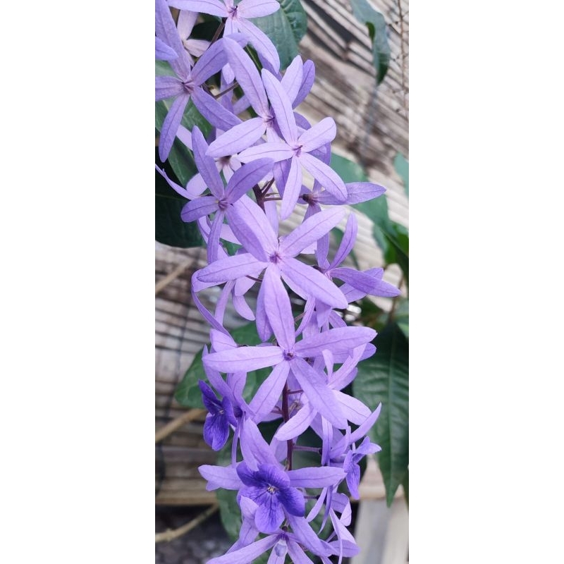 Jual Tanaman Bunga Petrea Volubilis Patrea Ungu Bunga Hias Merambat ...
