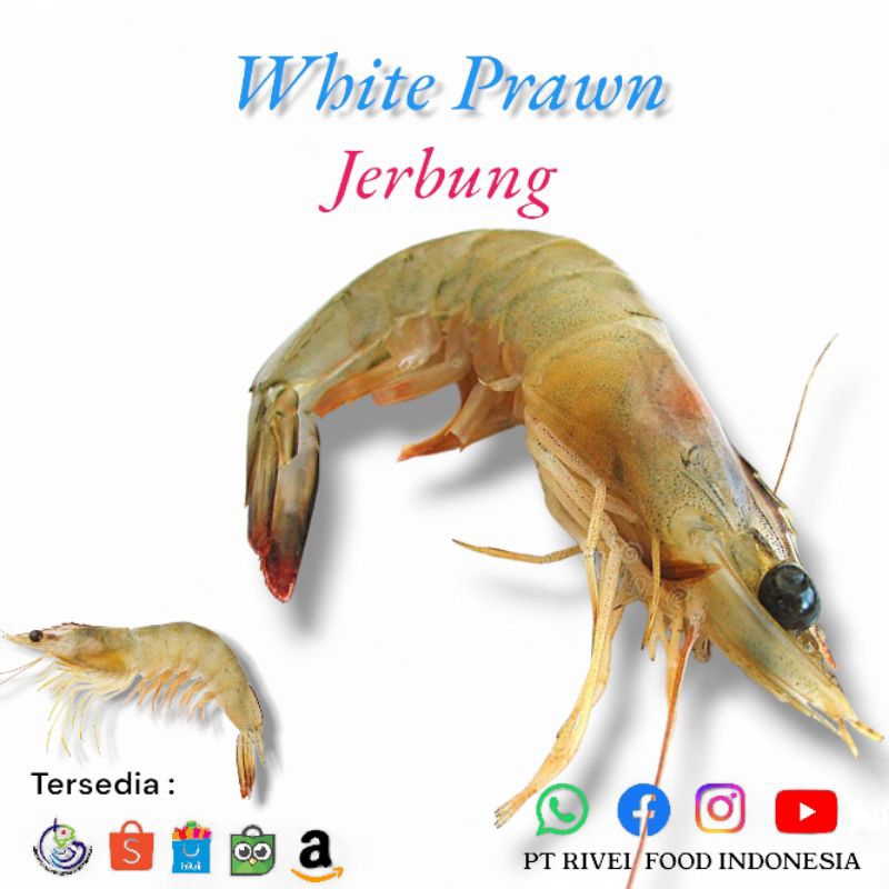 Jual Udang Jerbung / White Prawn 21-25 Fresh Frozen | Shopee Indonesia