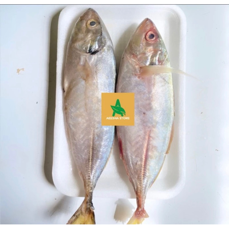 Jual Ikan Kembung Fresh Segar 500gr | Shopee Indonesia