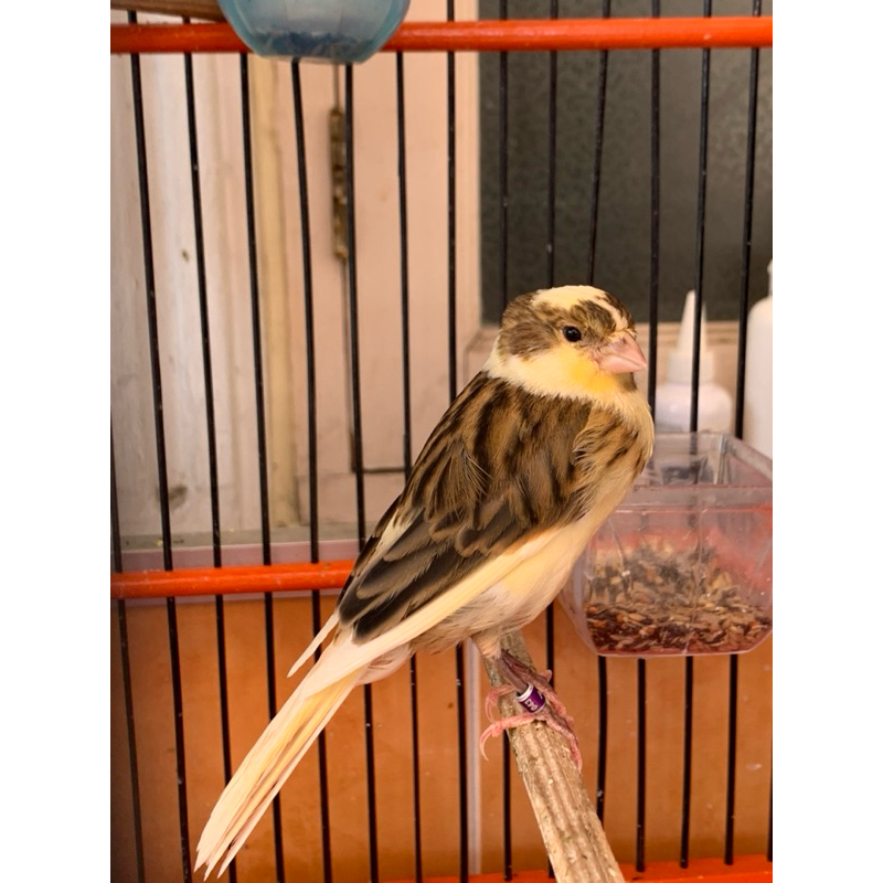 Jual Kenari Paud F1 YS Jantan , YS x Loper ada Ring | Shopee Indonesia