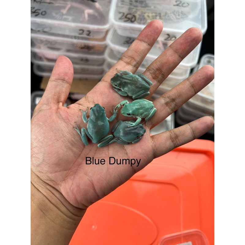 Jual Katak Blue Dumpy Bukan Pacman Frog | Shopee Indonesia
