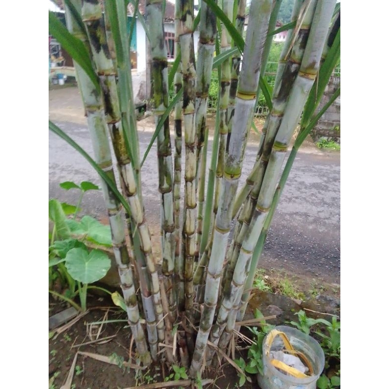 Jual batang tebu hijau manis 1 kg bisa untuk ditanam,bahan stek ...