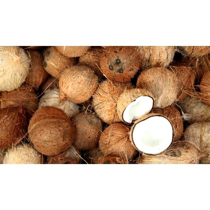 Jual Kelapa Tua Kupas Ada Batok Berkualitas Tebal 1 Butir | Shopee ...