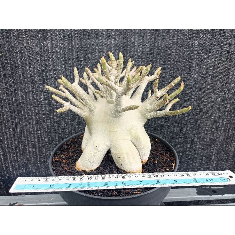 Jual Adenium NSDD x WSB Cabang mantab | Shopee Indonesia