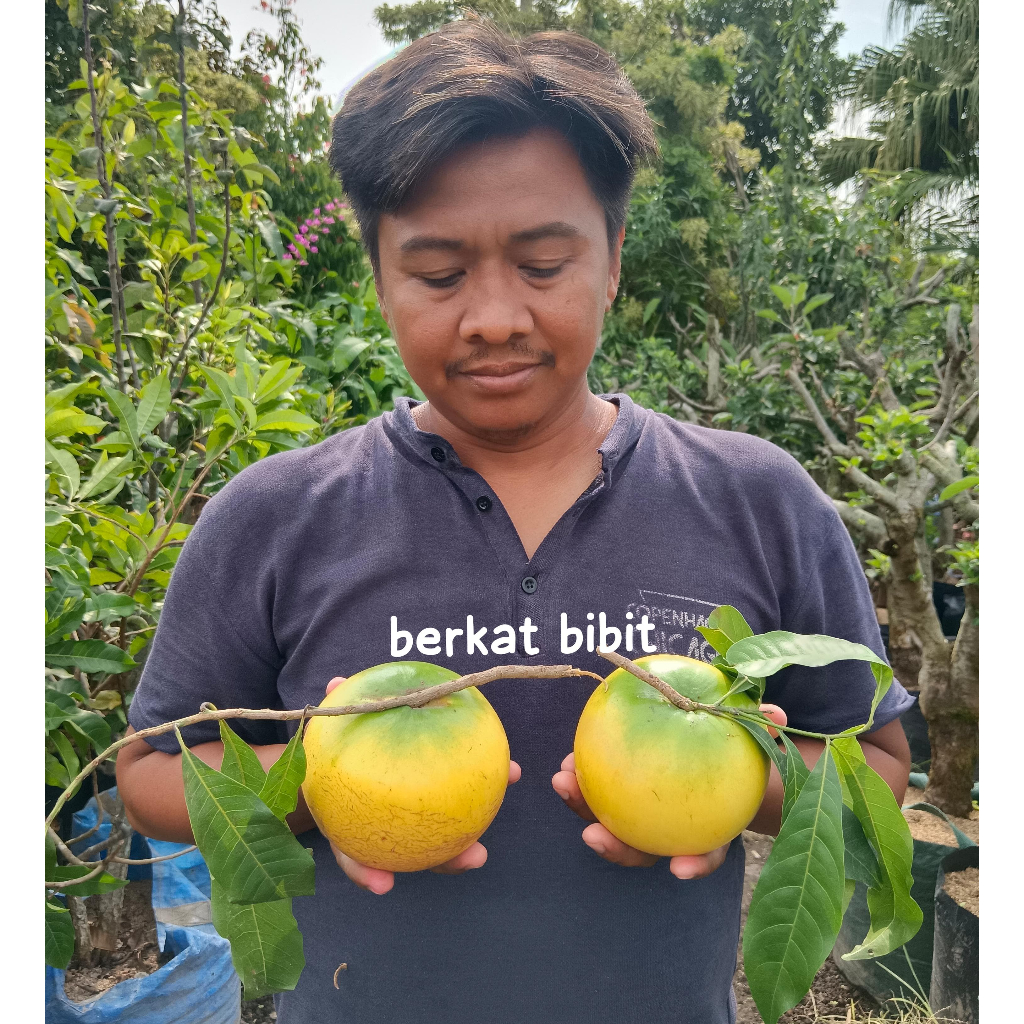 Jual Tanaman Abiu Jumbo Taiwan Siap Berbuah | Shopee Indonesia