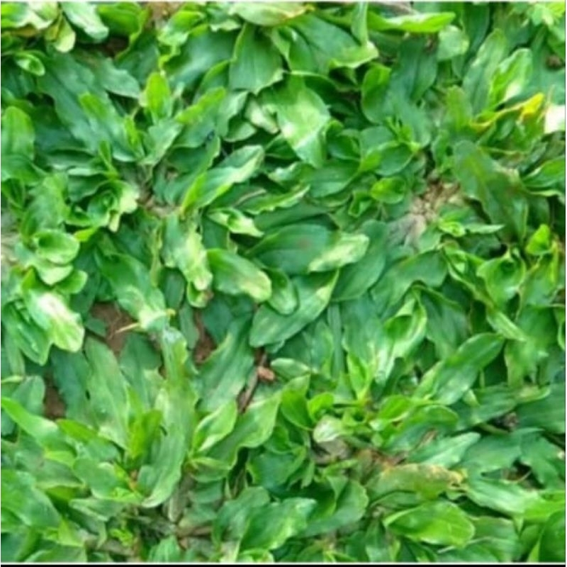 Jual Rumput Gajah Mini 100 cm, Tanaman Hias Rumput Gajah Mini 1 Meter ...