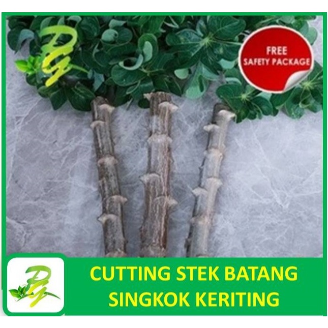 Jual PEERINA STEK TANAMAN - Cutting Stek Batang Tanaman Singkong ...