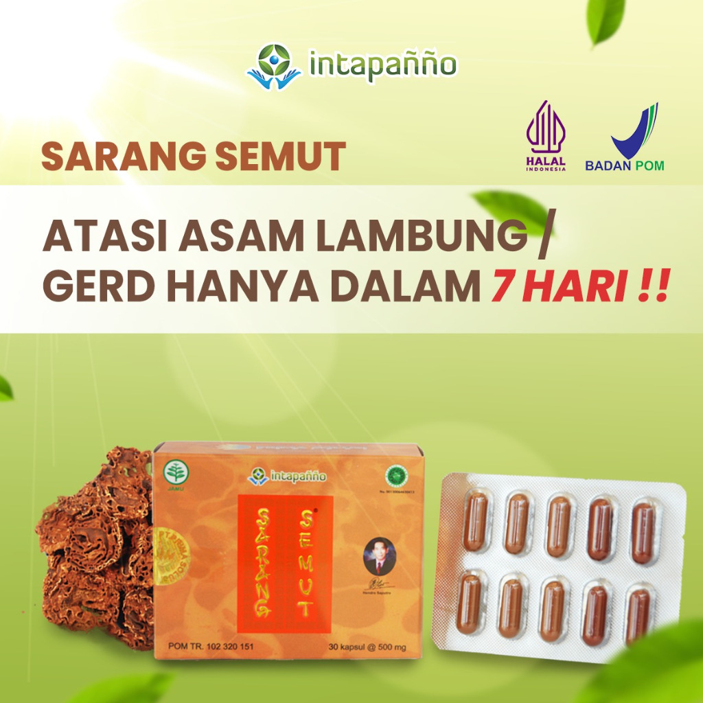 Jual INTAPANNO Sarang Semut Obat Herbal Asam Lambung Wasir Prostat 30 ...