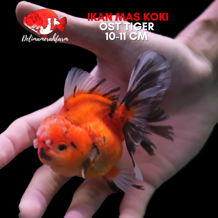 Jual IKAN MAS KOKI OST TIGER 10-11 CM PREMIUM QUALITY | Shopee Indonesia