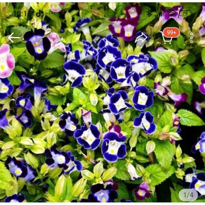 Jual Bunga mata kucing | Shopee Indonesia