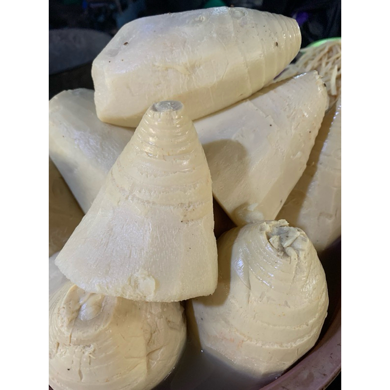 Jual Rebung Bambu Matang Fresh Utuh | Shopee Indonesia