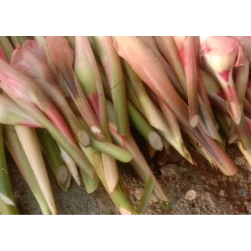 Jual bunga kecombrang | Shopee Indonesia