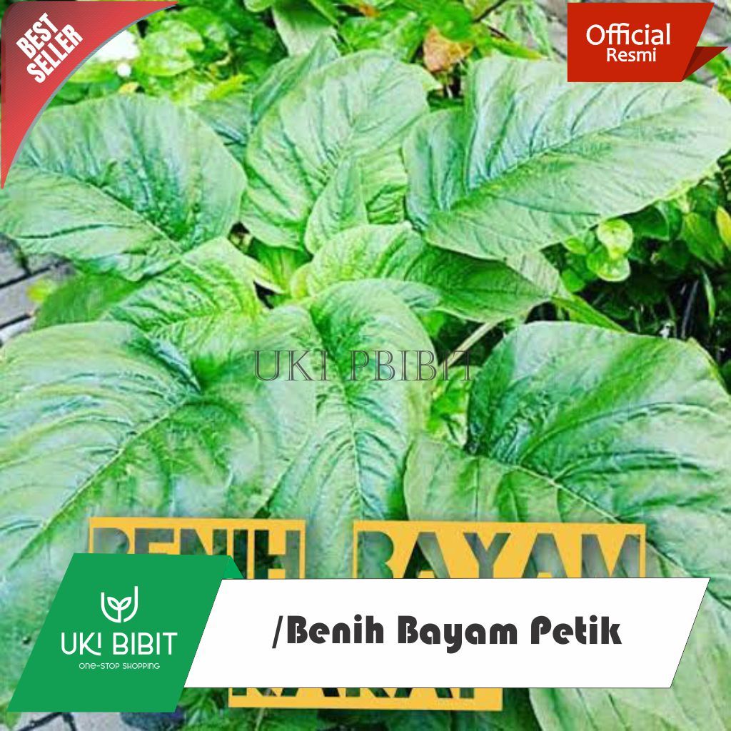 Jual ( 10 Gram ) Benih Bayam Petik | Bayam Raja | Bayam Kakap | Bayam ...