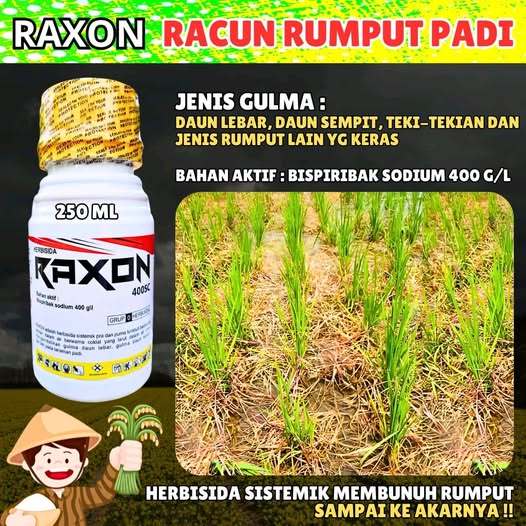 Jual RAXON-RACUN RUMPUT PADI-HERBISIDA Sistemik Padi Raxon | Shopee ...