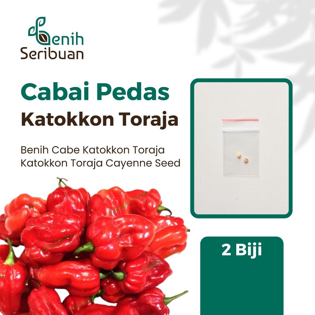 Jual Benih Seribuan - 2 Bibit Cabe Katokkon Toraja Super Unggul ...